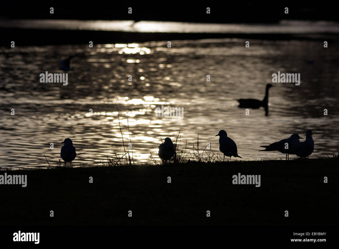 Five color bird hi-res stock photography and images - Alamy