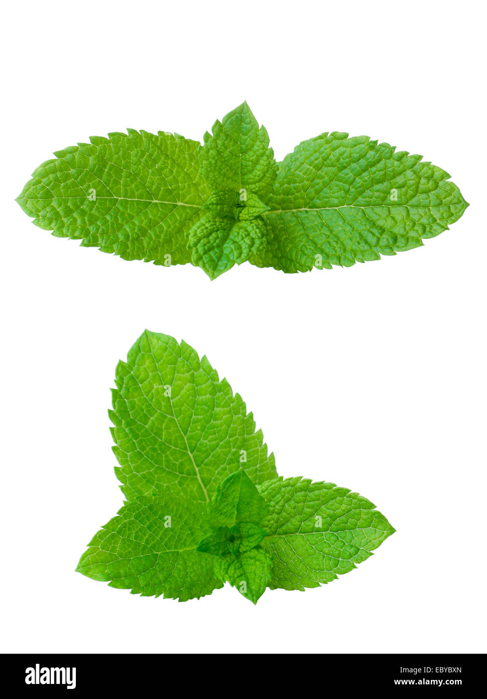Gardening fresh mint hi-res stock photography and images - Alamy