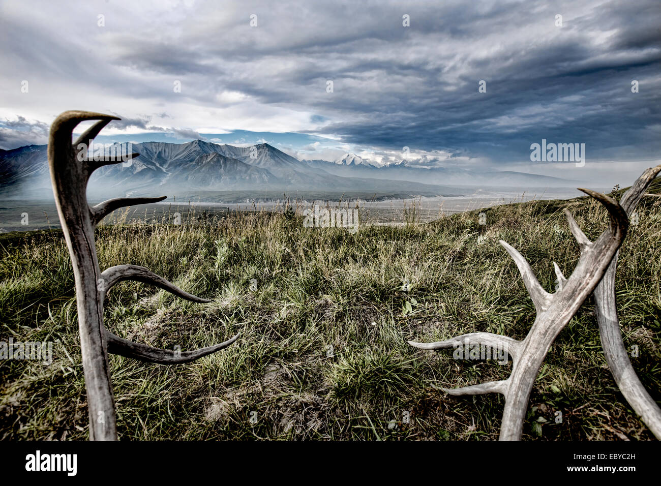 Antlers of Caribou, photographed in Denali National Park in Alaska, USA ...