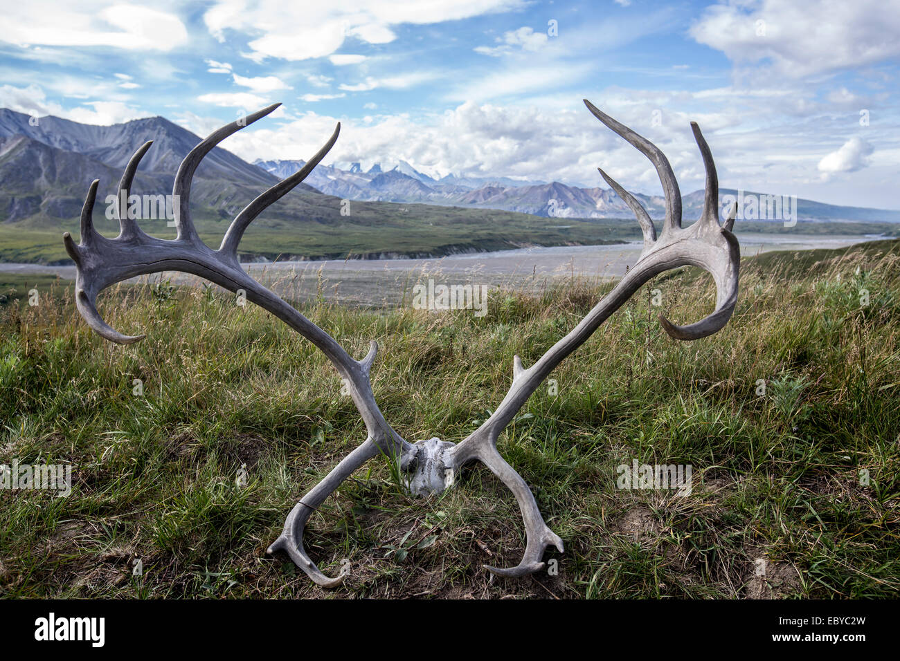 Antlers of Caribou, photographed in Denali National Park in Alaska, USA ...