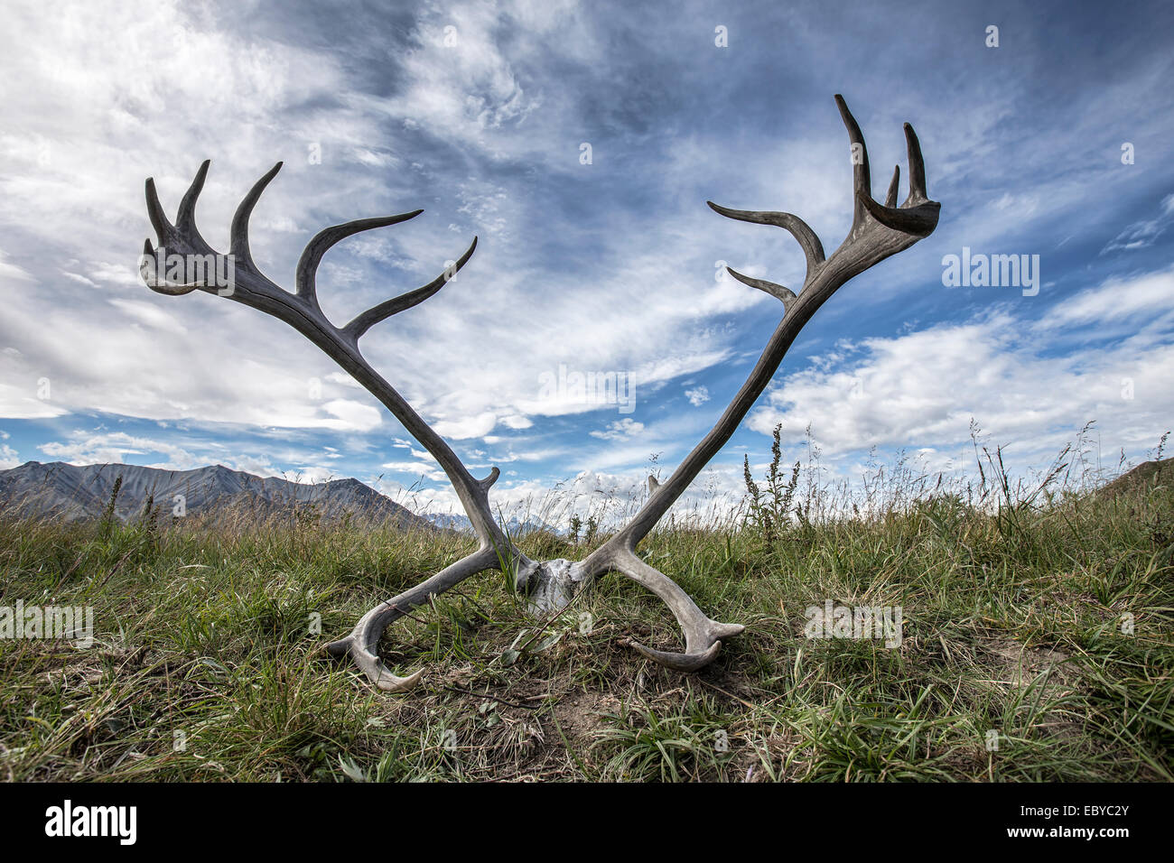 Antlers of Caribou, photographed in Denali National Park in Alaska, USA ...