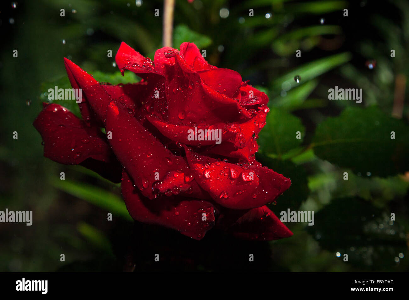 Beautiful red rainy rose Stock Photo - Alamy