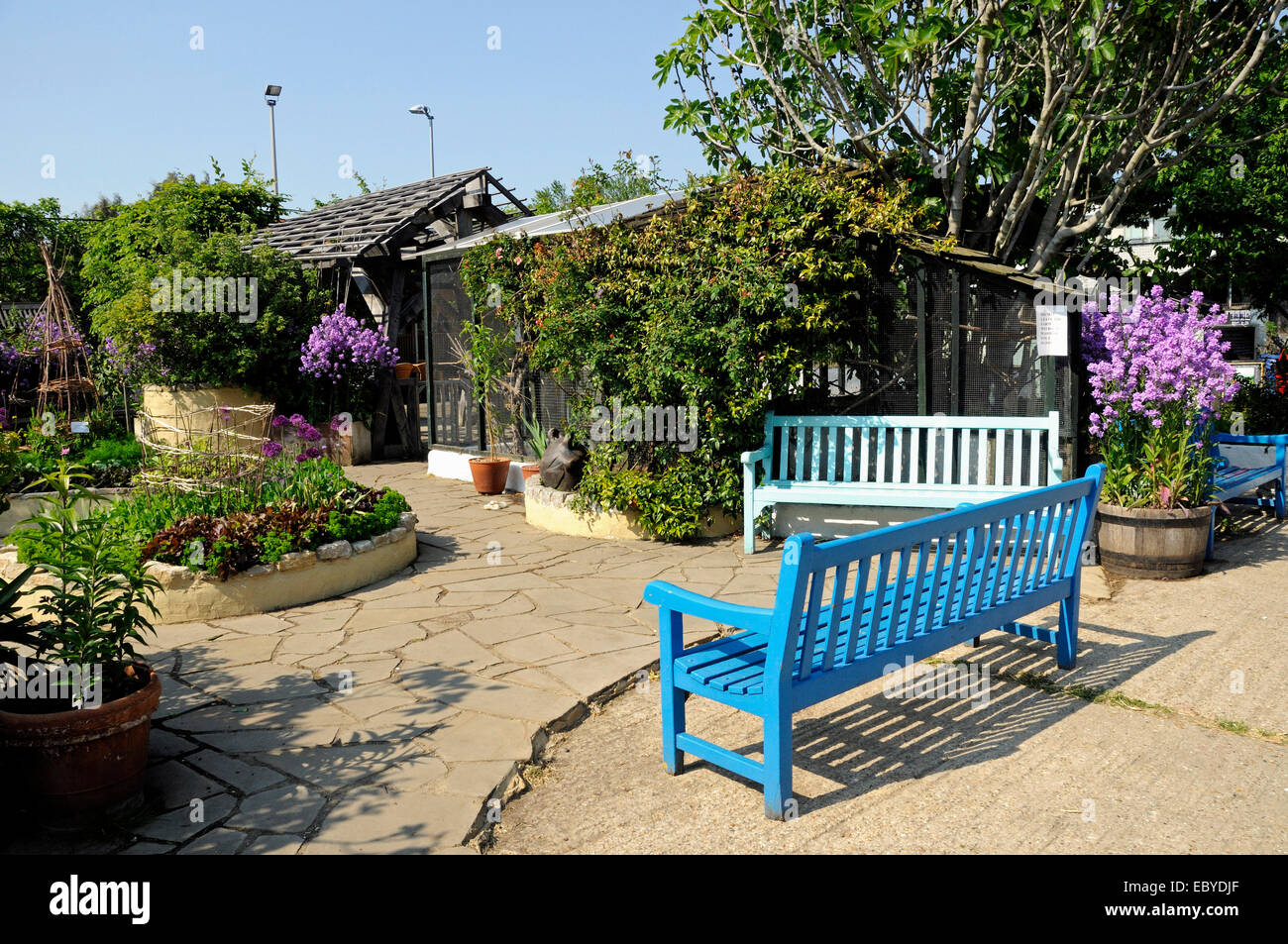 Blue bench in garden Freightliners Farm, Holloway, London Borough of ...