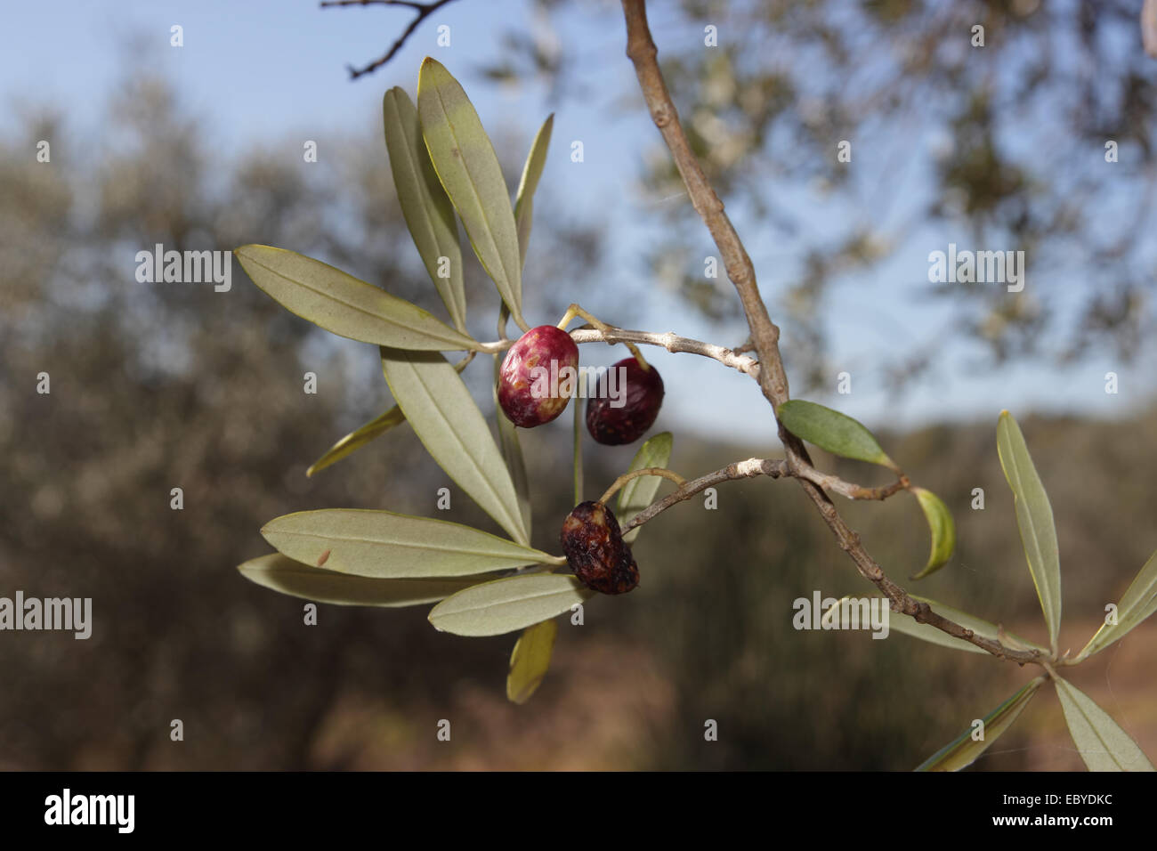 Medfly fruit hi-res stock photography and images - Alamy