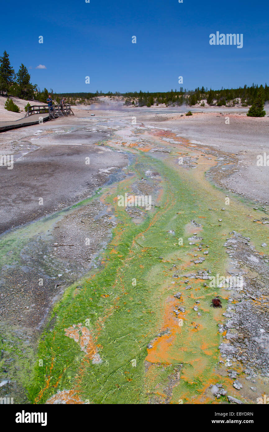 USA, Wyoming, Yellowstone National Park, Norris Geyser Basin, Porcelain ...
