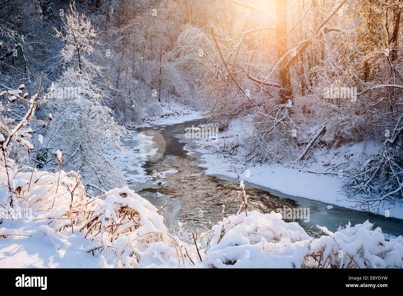 Forest Stream Winter