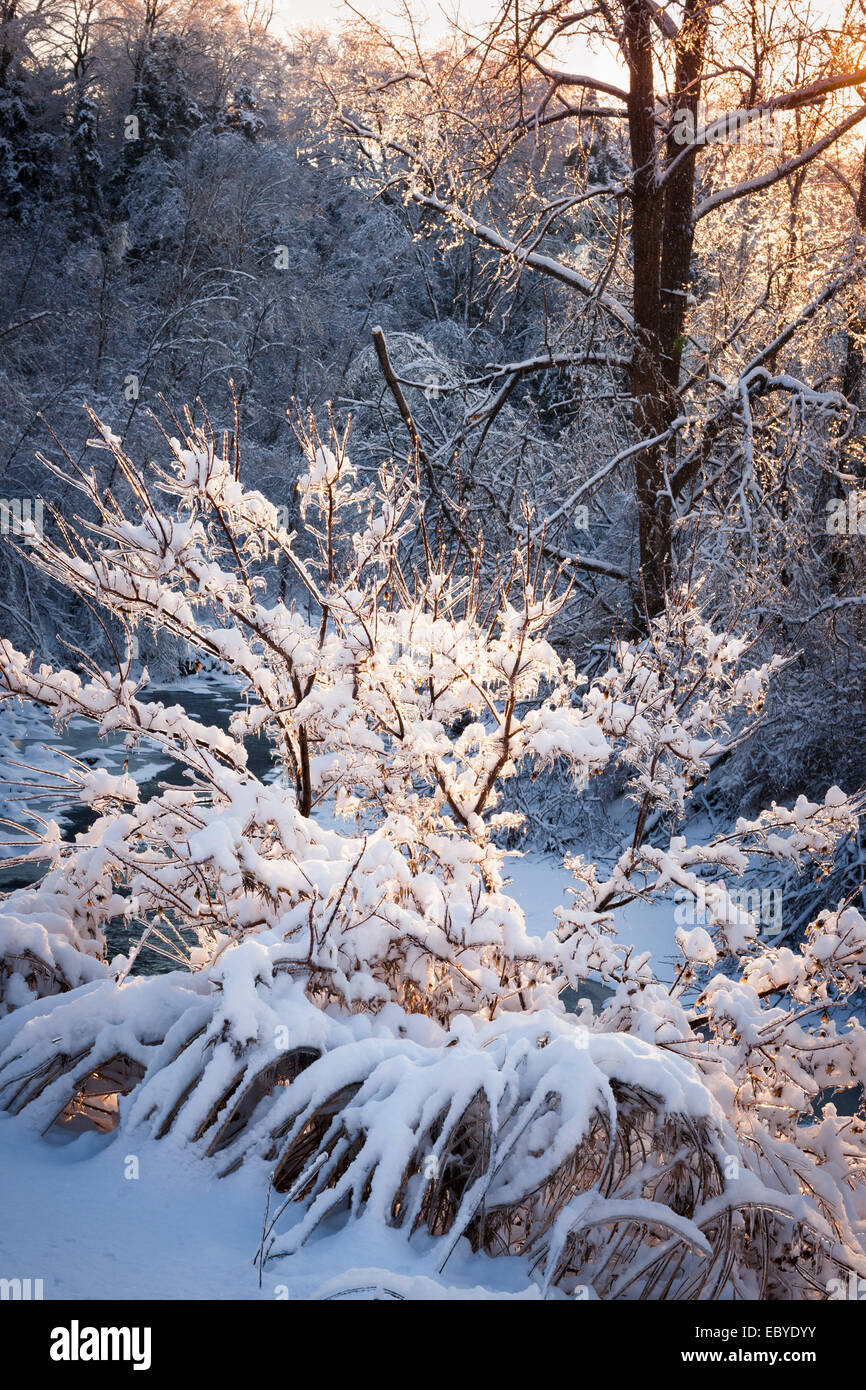 Winter forest trees covered in snow after heavy snowfall in nature with ...