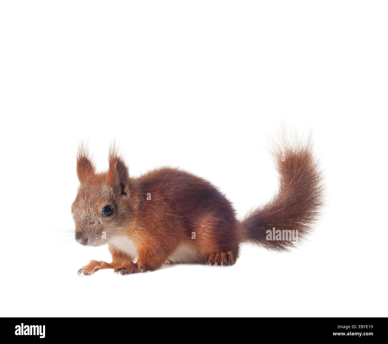 Eurasian red squirrel - Sciurus vulgaris isolated white Stock Photo - Alamy