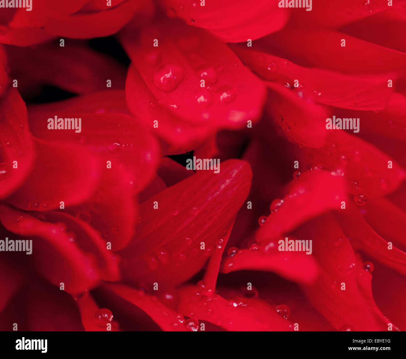 Red flower texture background close up Stock Photo - Alamy
