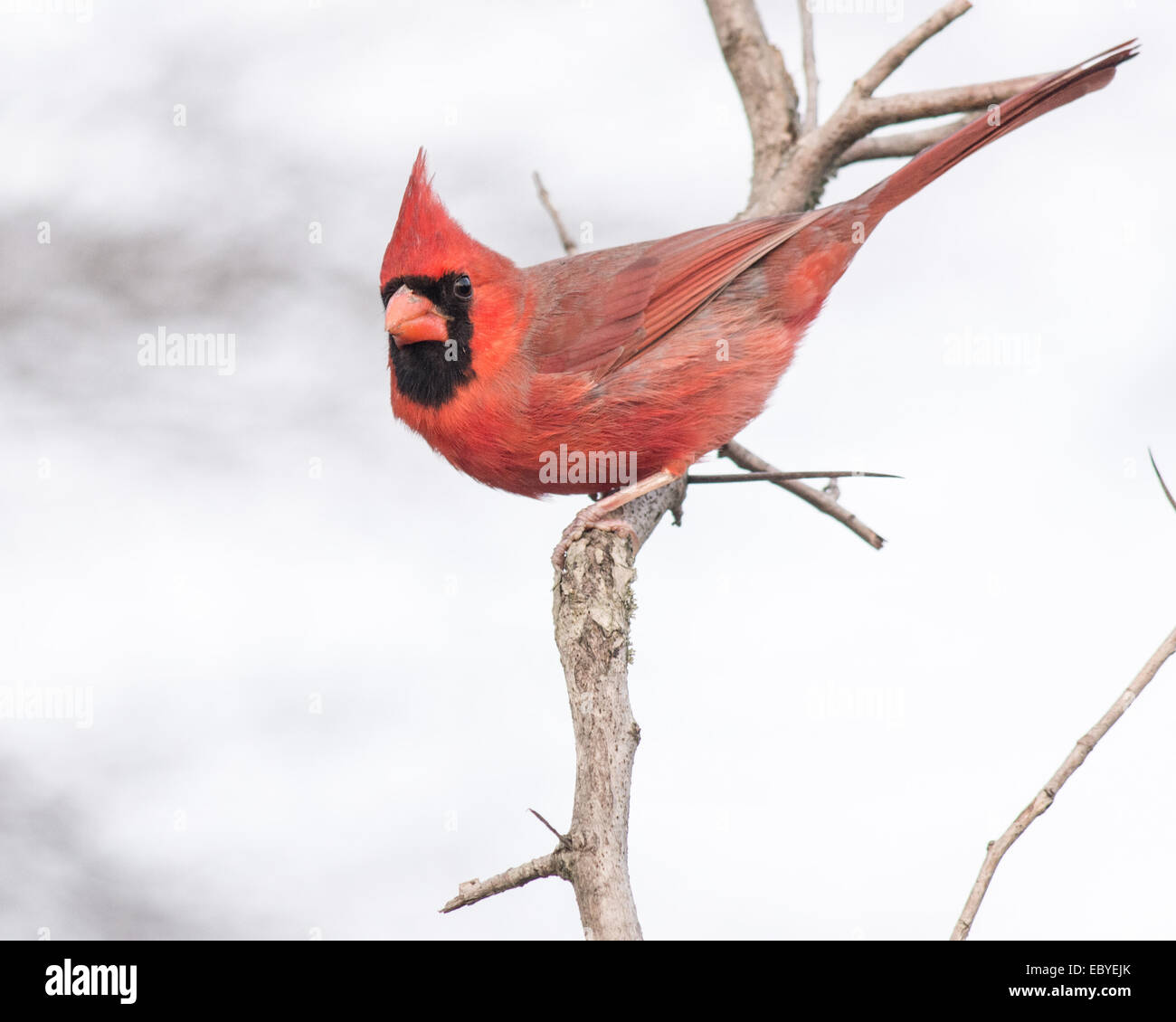 A Male Cardinal perched on a tree branch Stock Photo - Alamy