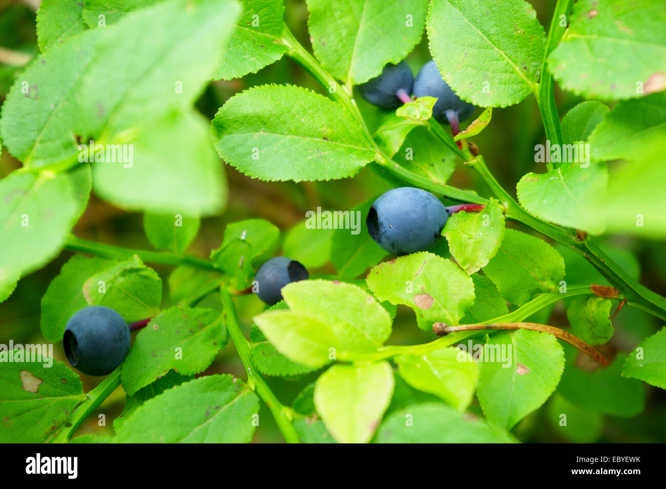 Bilberry plant. Close up of wild ripe bilberry berries growing in the ...