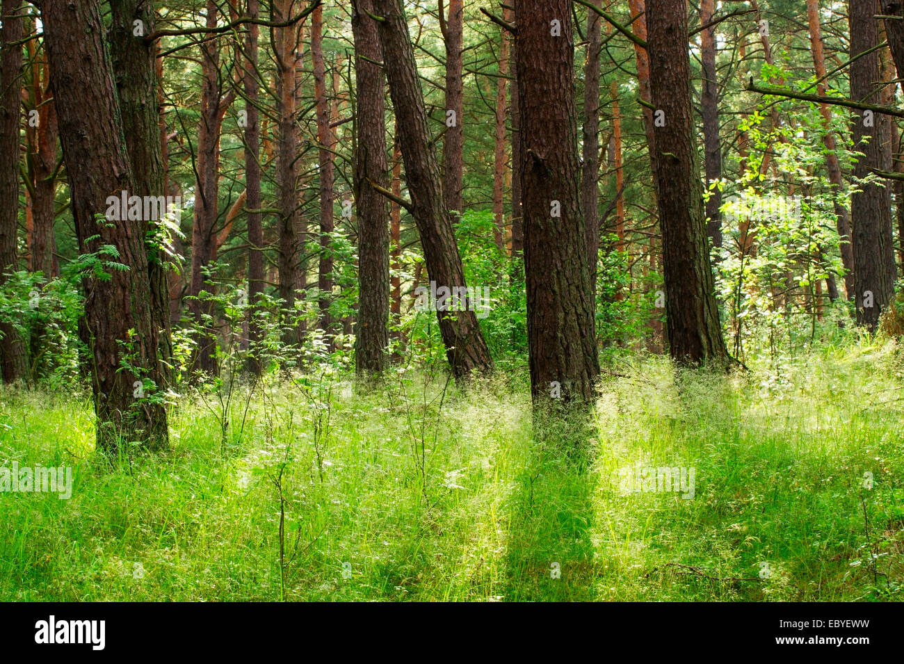 Pinus sylvestris, scotch or scots pine tree forest growing on dunes ...
