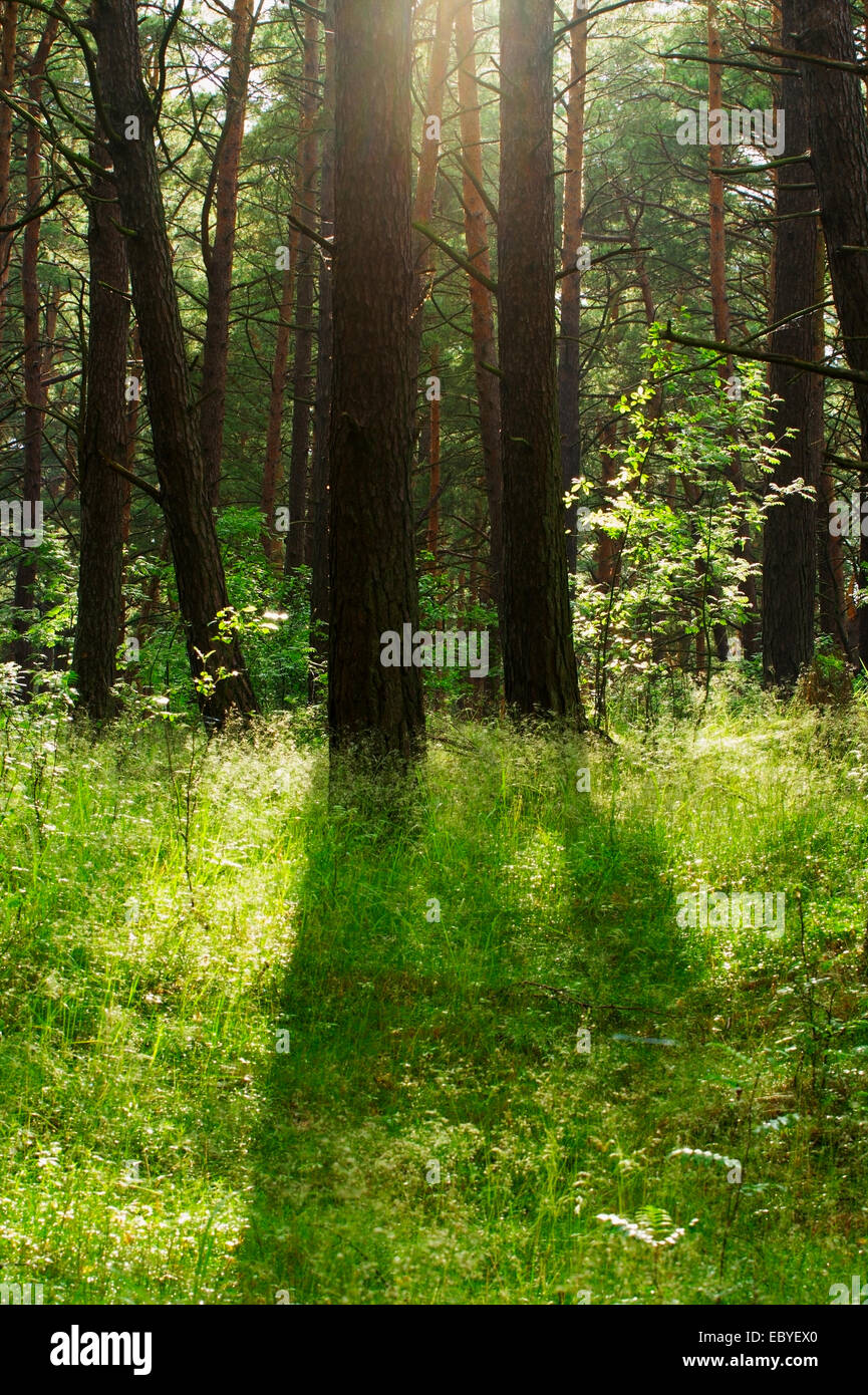 Pinus sylvestris, scotch or scots pine tree forest growing on dunes ...