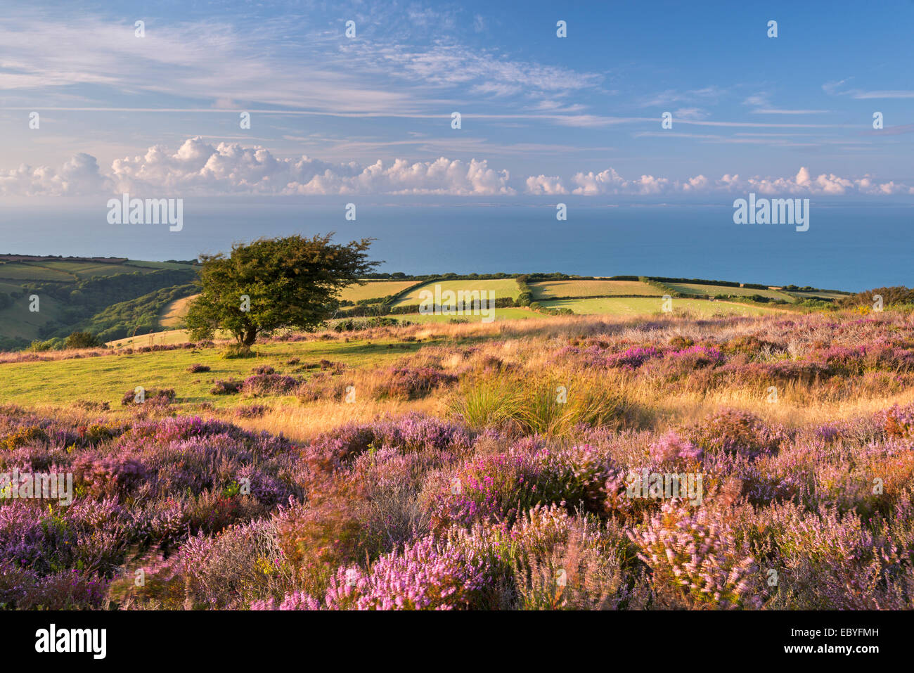 Heather in flower on Porlock Common, Exmoor National Park, Somerset ...