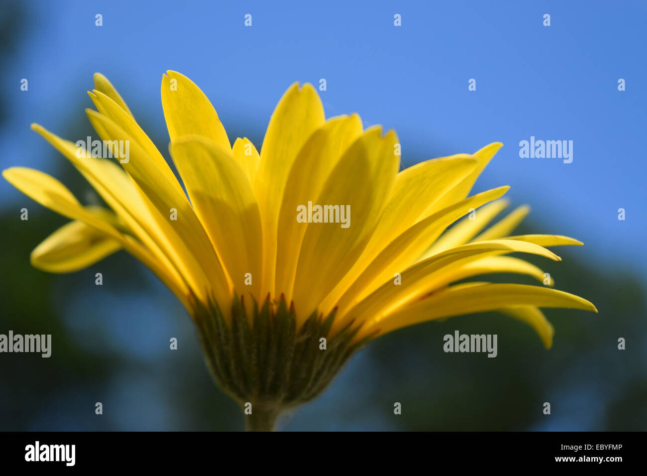Side of yellow daisy Stock Photo - Alamy