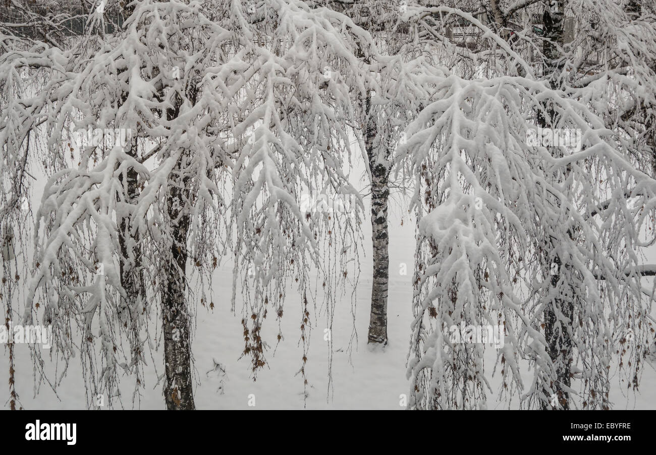 Beautiful snow covered tree branches hi-res stock photography and ...