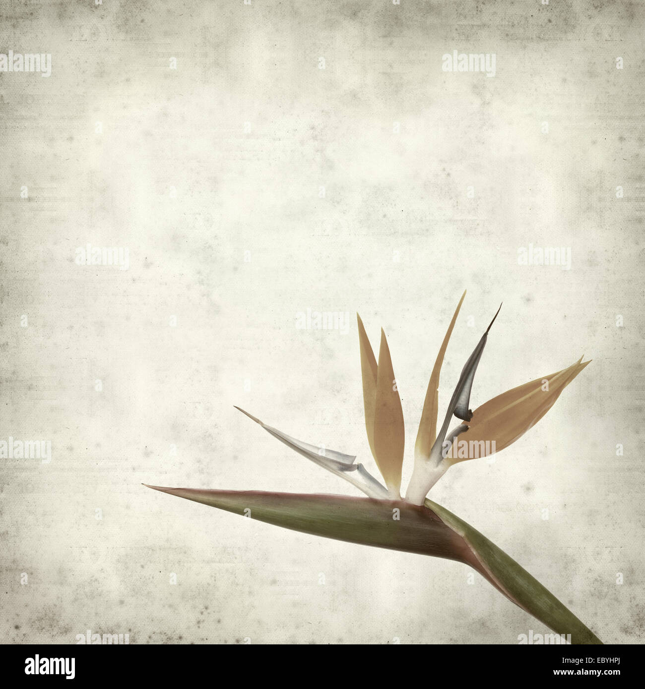 textured old paper background with bird of paradise flower Stock Photo ...