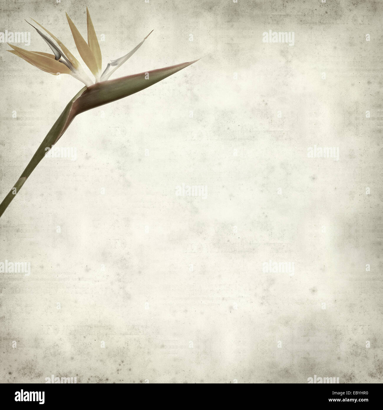textured old paper background with bird of paradise flower Stock Photo ...