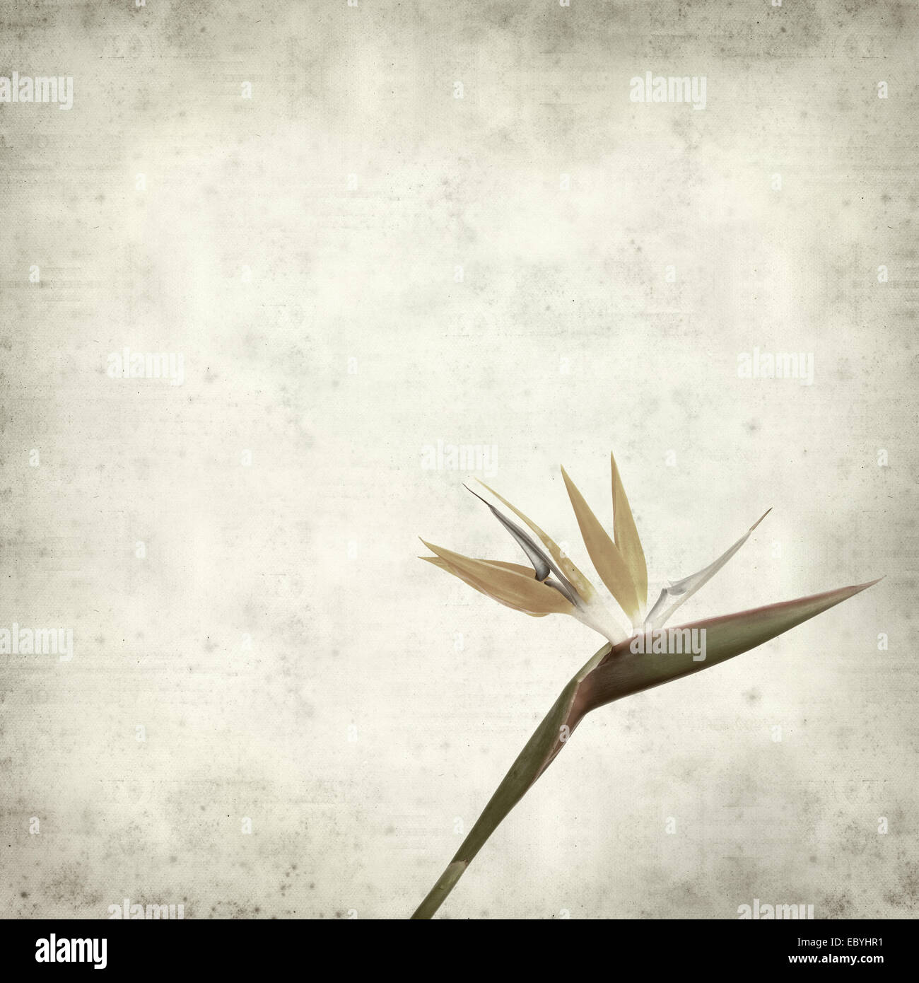 textured old paper background with bird of paradise flower Stock Photo ...
