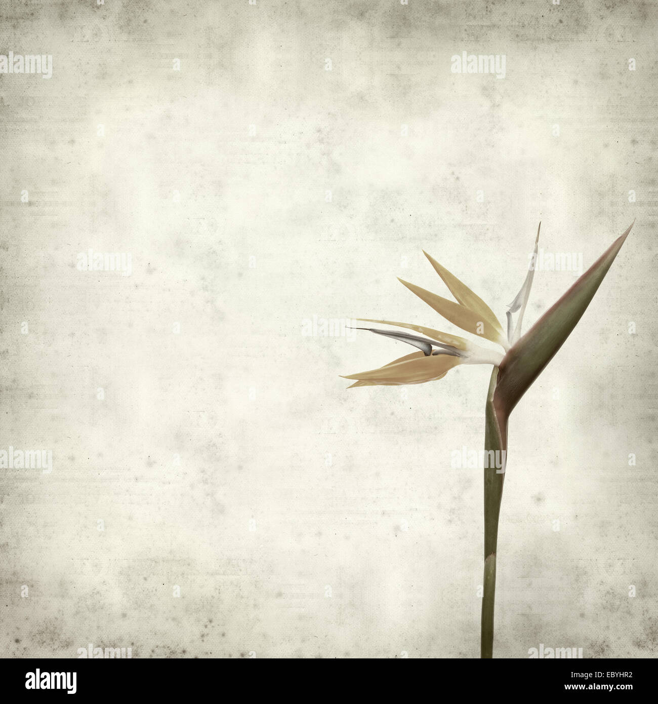 textured old paper background with bird of paradise flower Stock Photo ...