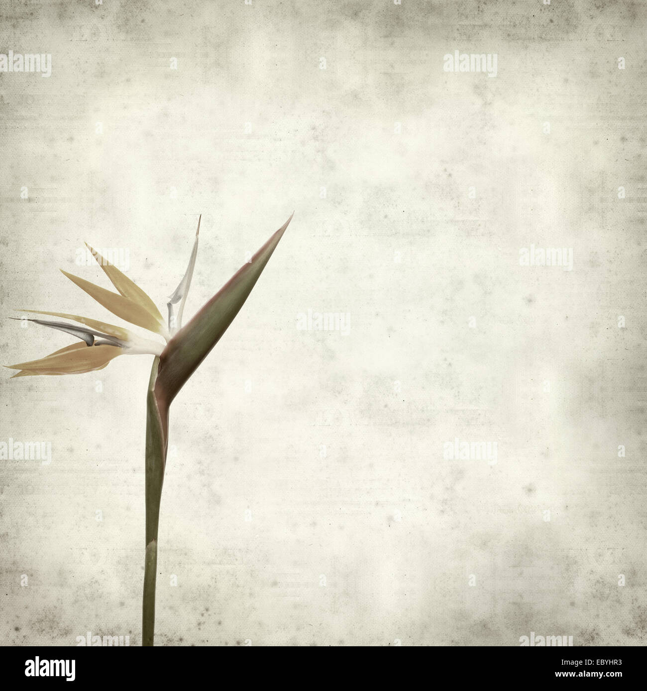 textured old paper background with bird of paradise flower Stock Photo ...