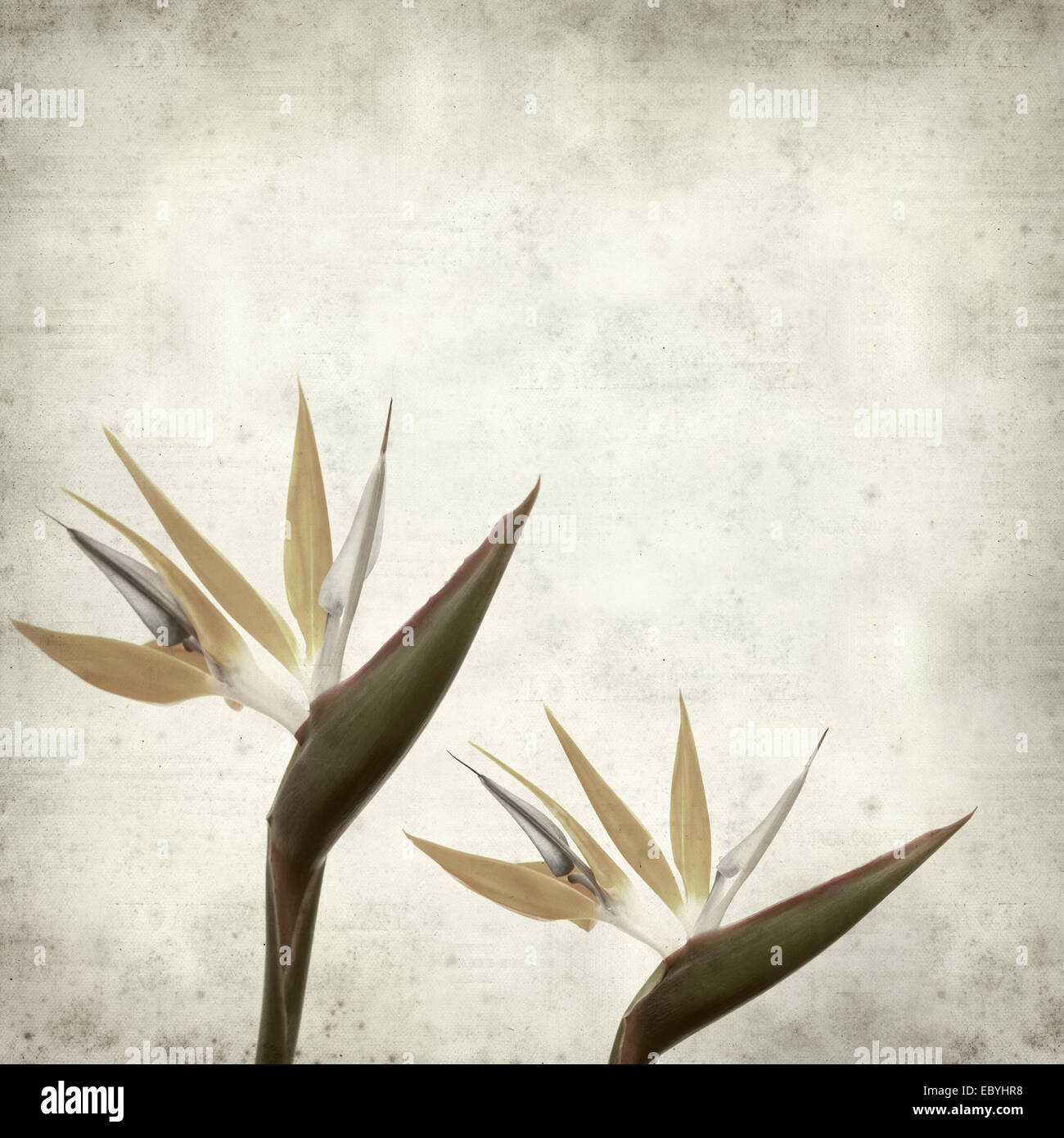 textured old paper background with bird of paradise flower Stock Photo ...