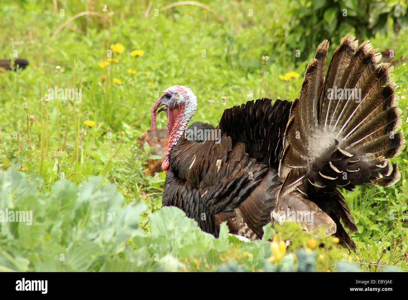 A turkey in a pasture on a farm in Cotacachi, Ecuador Stock Photo - Alamy