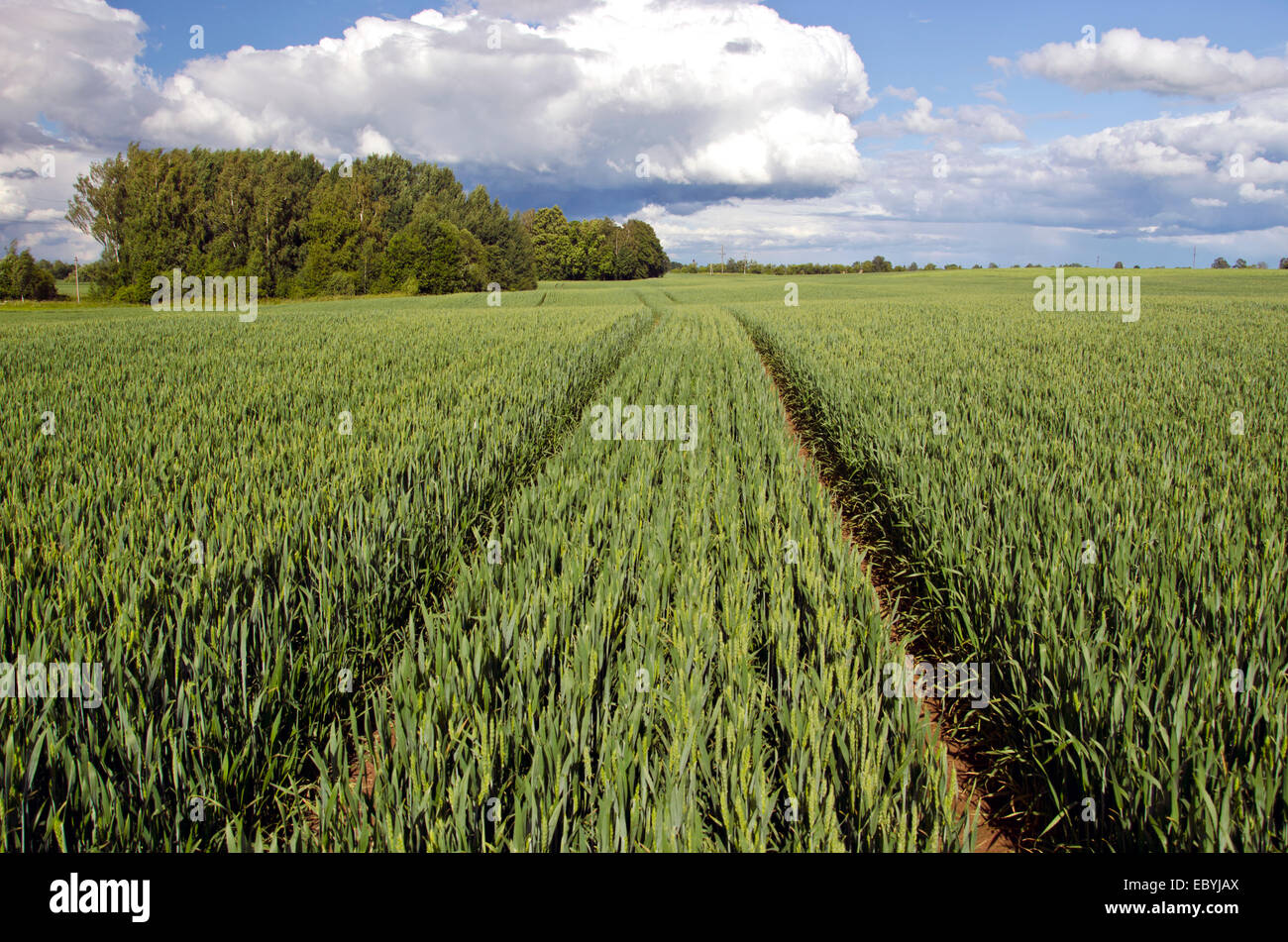 summer time beautiful wheat crop field landscape Stock Photo - Alamy