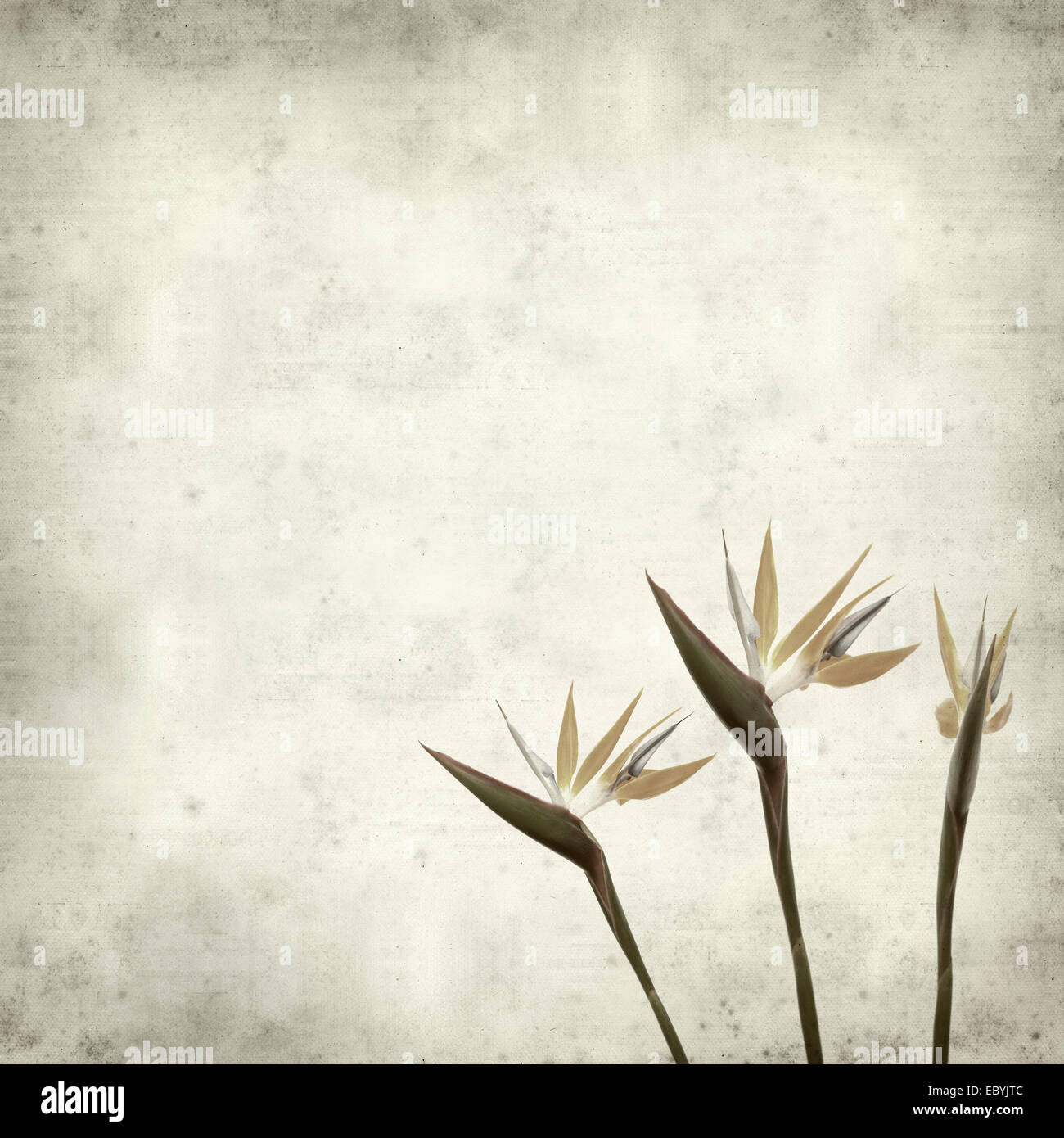 textured old paper background with bird of paradise flower Stock Photo ...