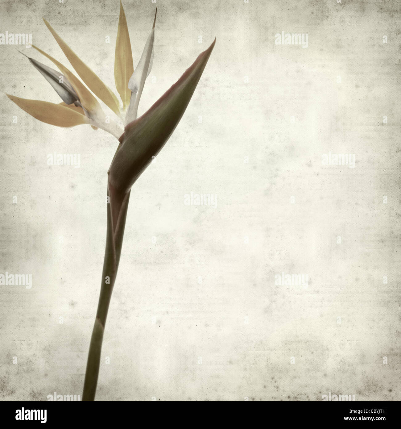 textured old paper background with bird of paradise flower Stock Photo ...
