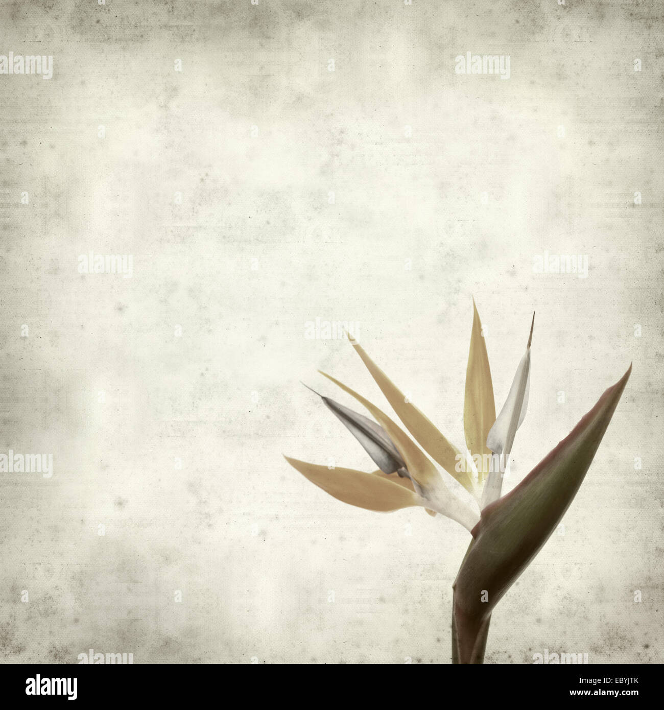 textured old paper background with bird of paradise flower Stock Photo ...