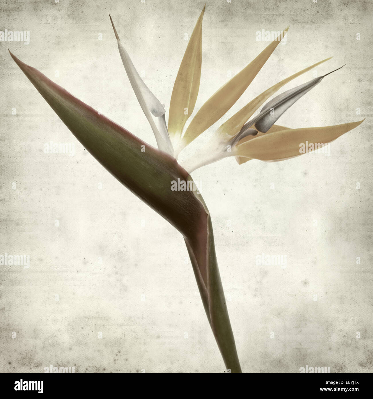 textured old paper background with bird of paradise flower Stock Photo ...