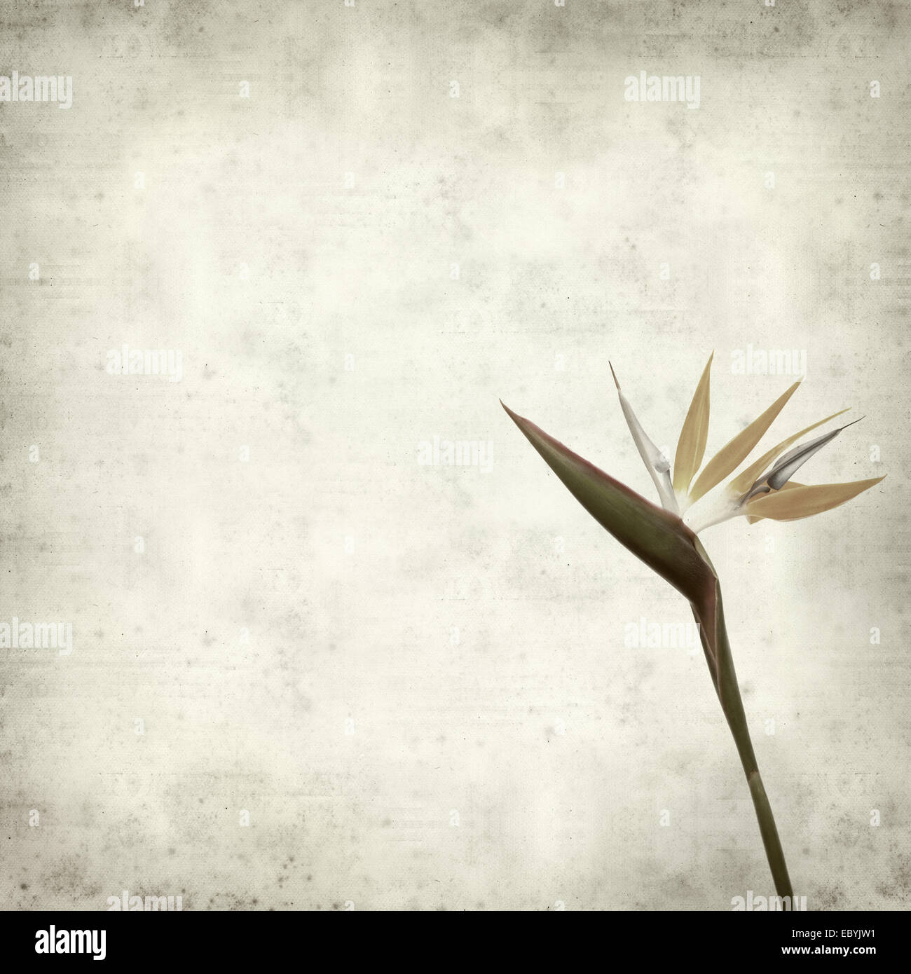 textured old paper background with bird of paradise flower Stock Photo ...