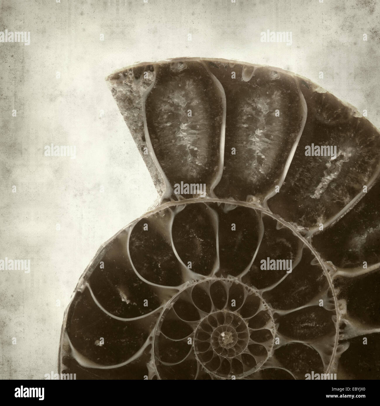 textured old paper background with ammonite Stock Photo - Alamy
