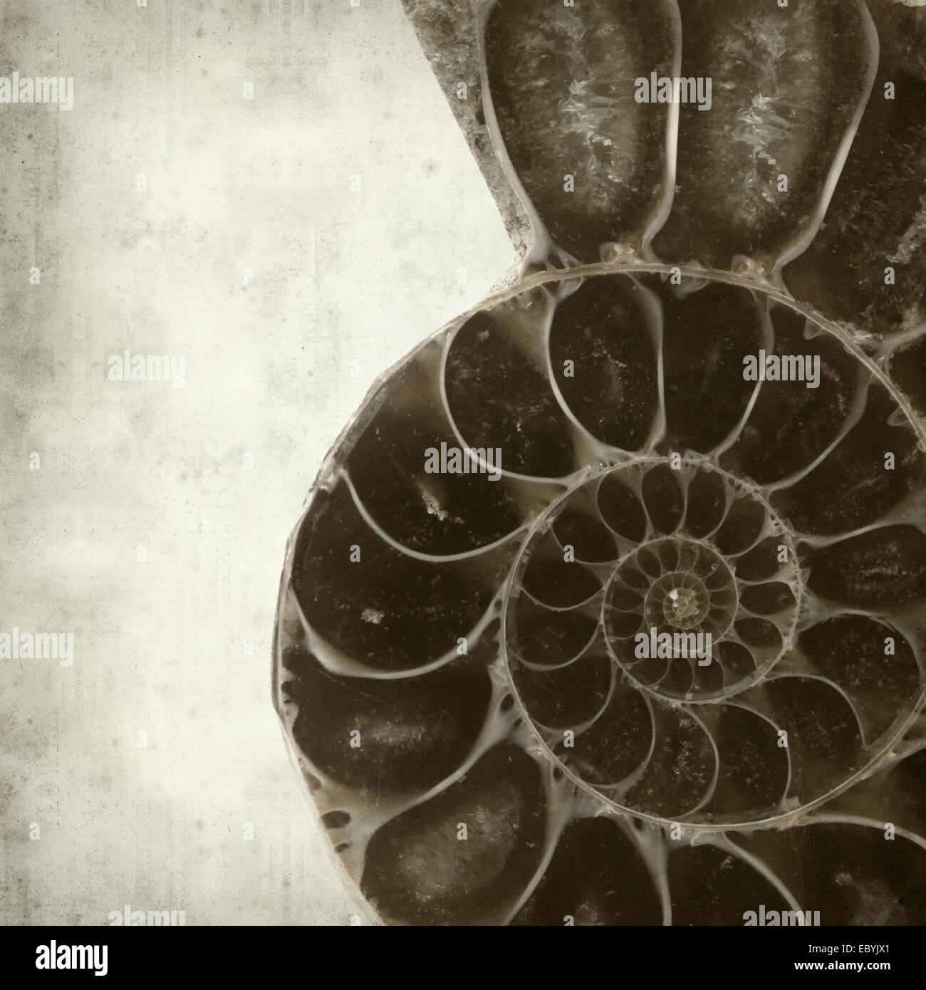 textured old paper background with ammonite Stock Photo - Alamy