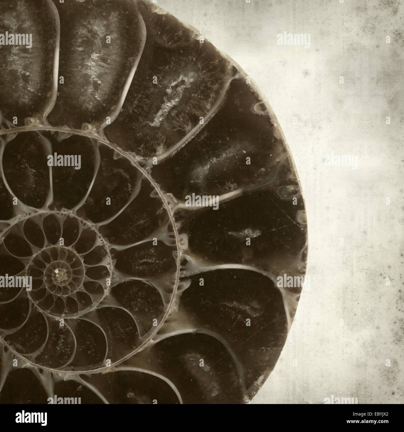 textured old paper background with ammonite Stock Photo - Alamy