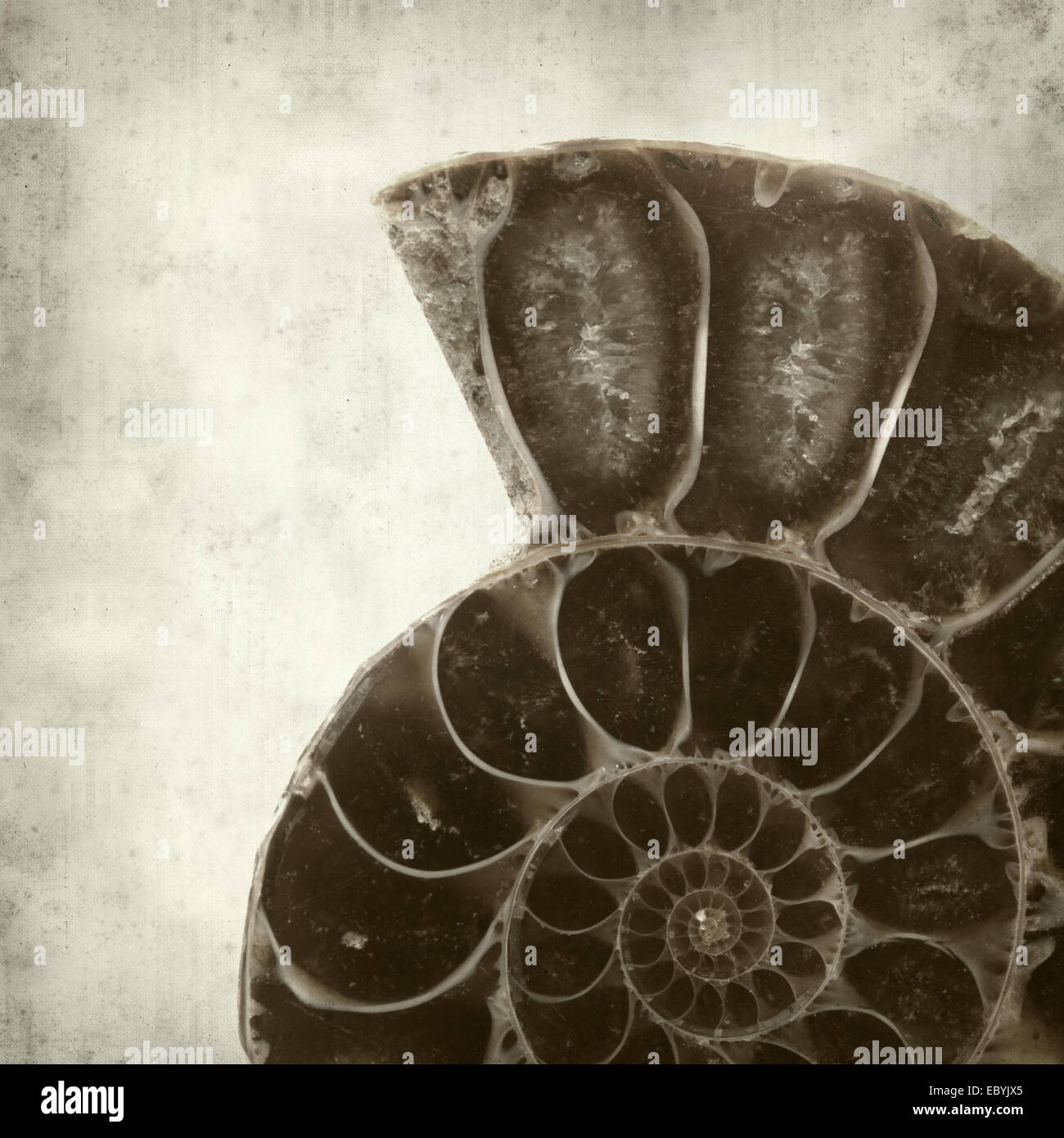 textured old paper background with ammonite Stock Photo - Alamy