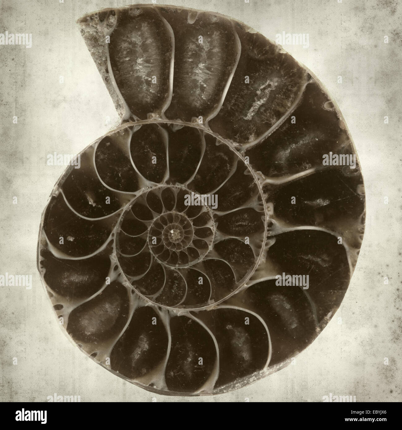 textured old paper background with ammonite Stock Photo - Alamy
