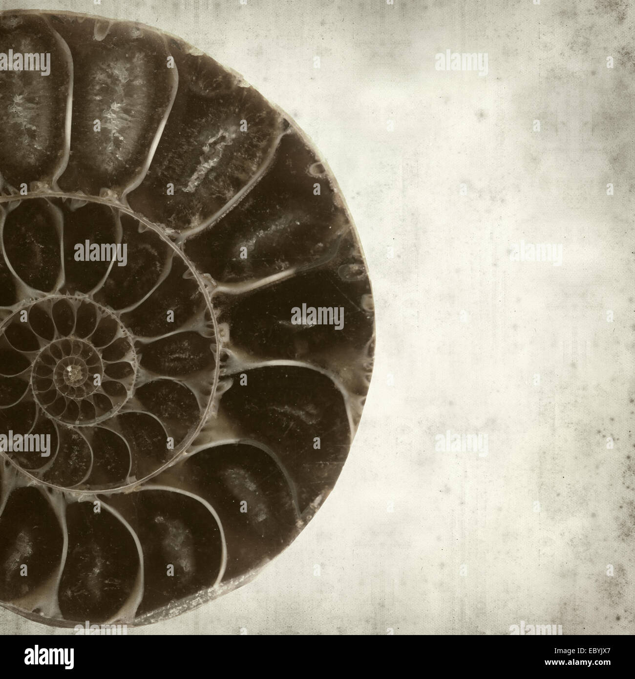 textured old paper background with ammonite Stock Photo - Alamy