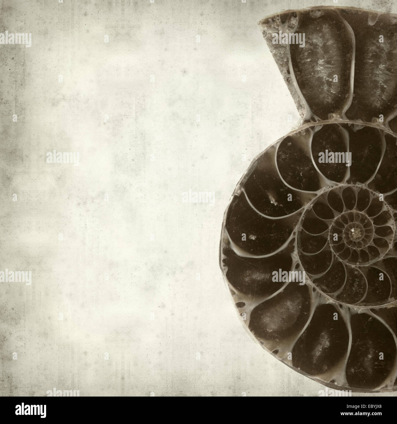 textured old paper background with ammonite Stock Photo - Alamy
