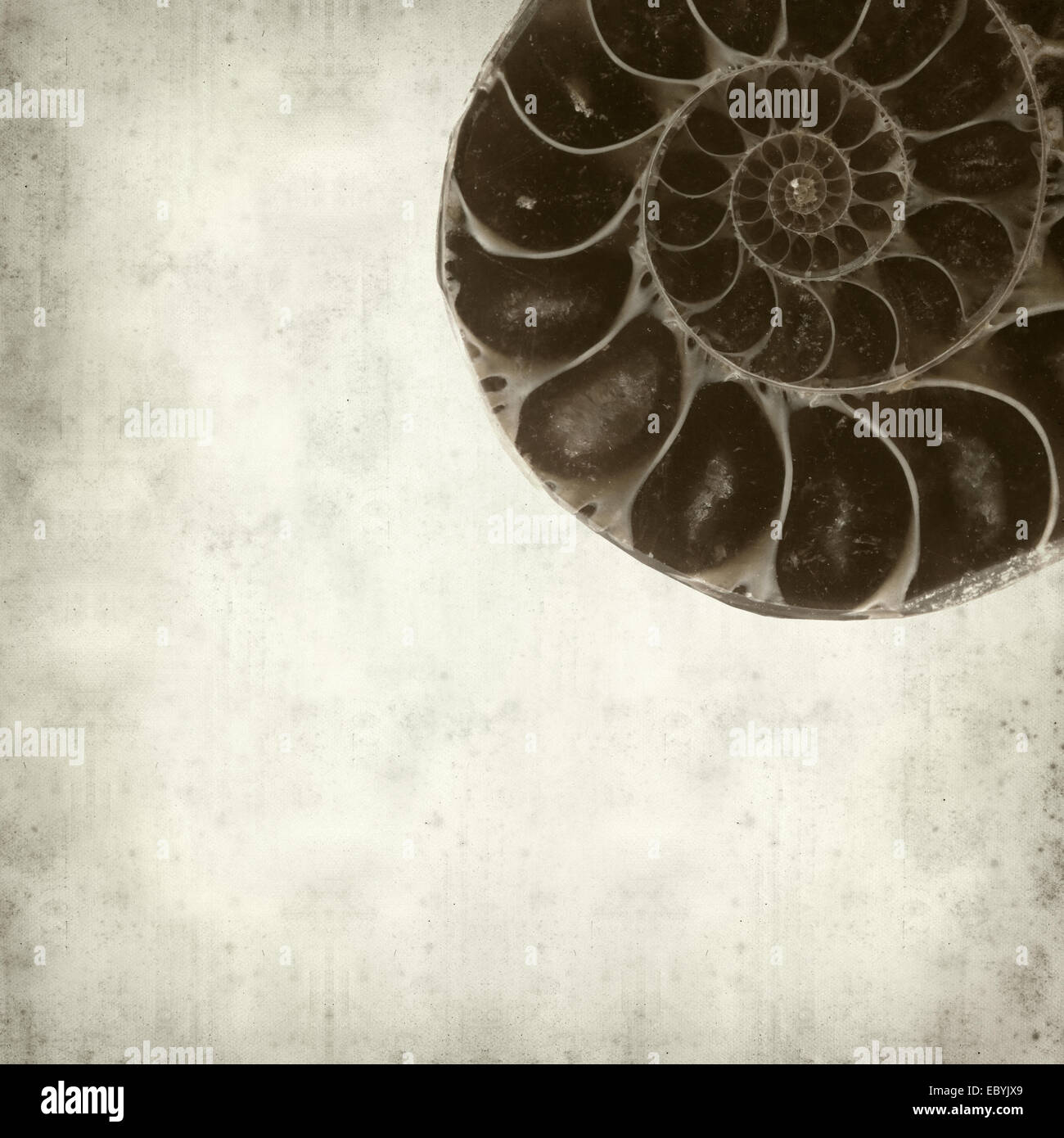 textured old paper background with ammonite Stock Photo - Alamy