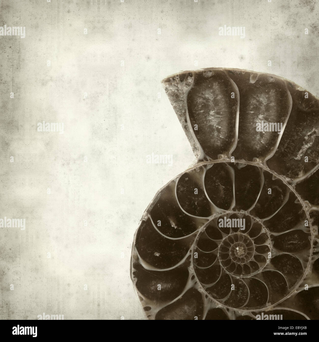 textured old paper background with ammonite Stock Photo - Alamy