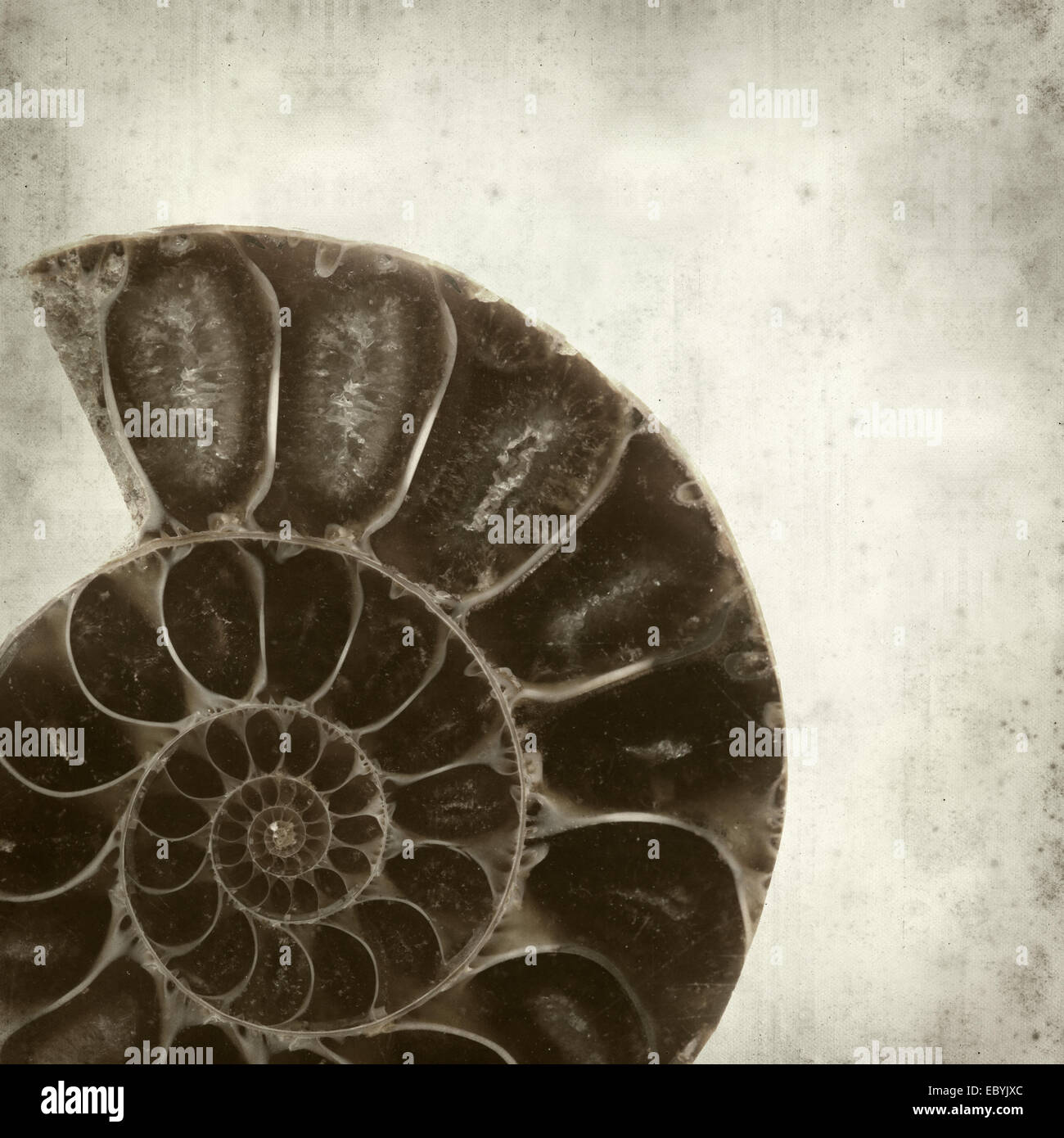 textured old paper background with ammonite Stock Photo - Alamy