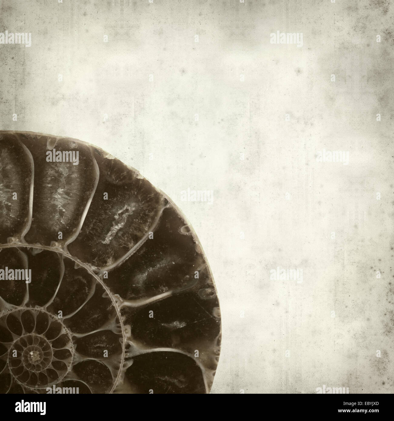 textured old paper background with ammonite Stock Photo - Alamy