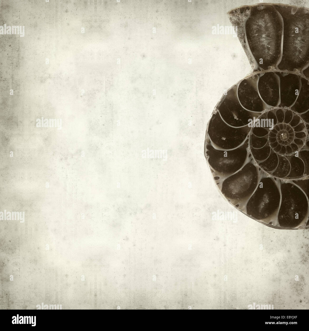 textured old paper background with ammonite Stock Photo - Alamy