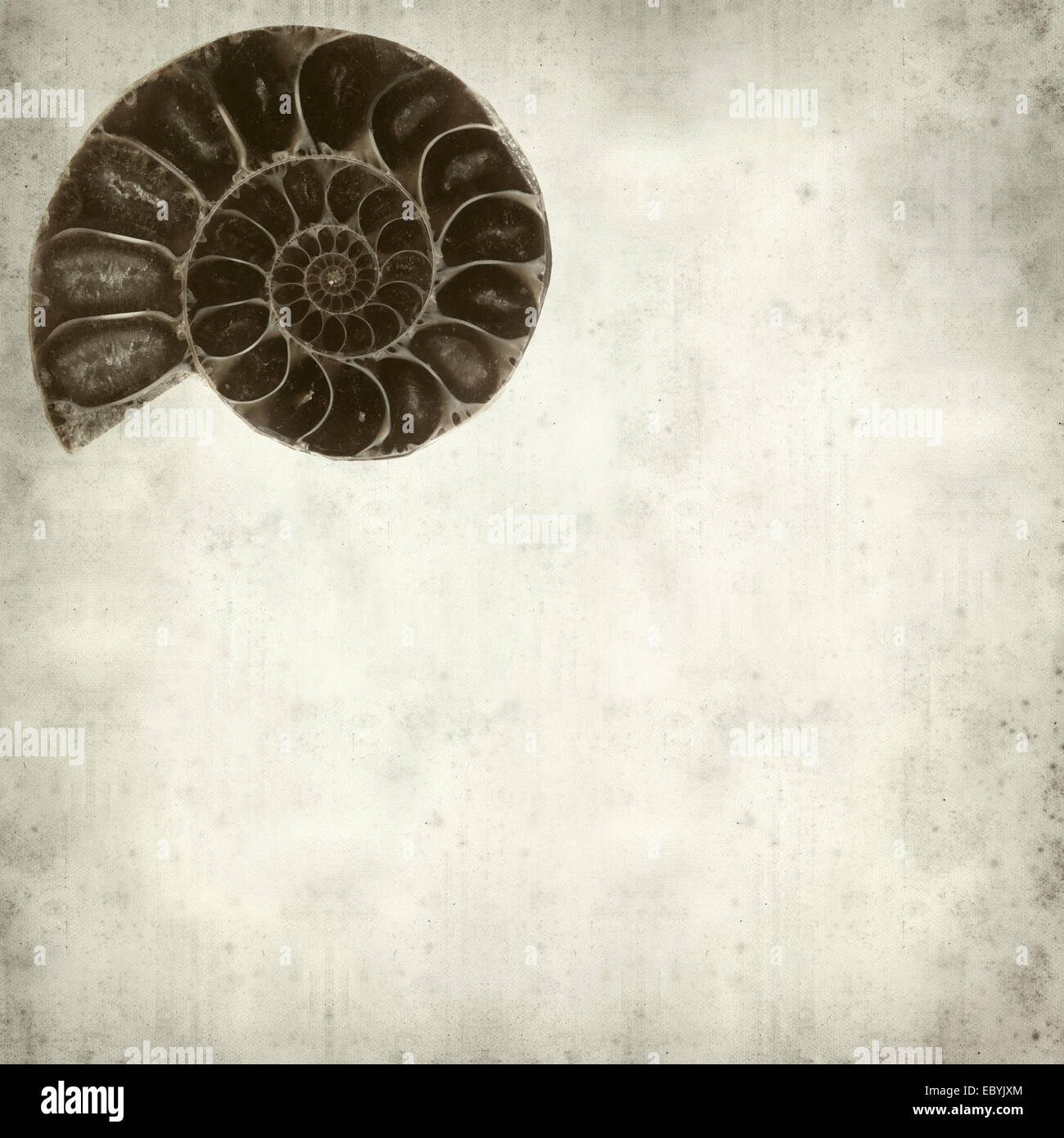textured old paper background with ammonite Stock Photo - Alamy