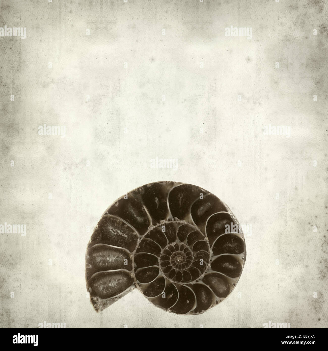 textured old paper background with ammonite Stock Photo - Alamy