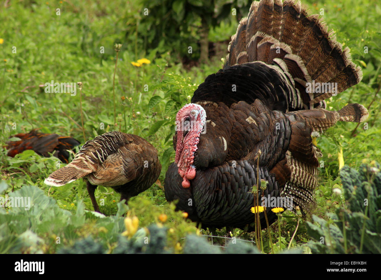 A turkey in a pasture on a farm in Cotacachi, Ecuador Stock Photo - Alamy