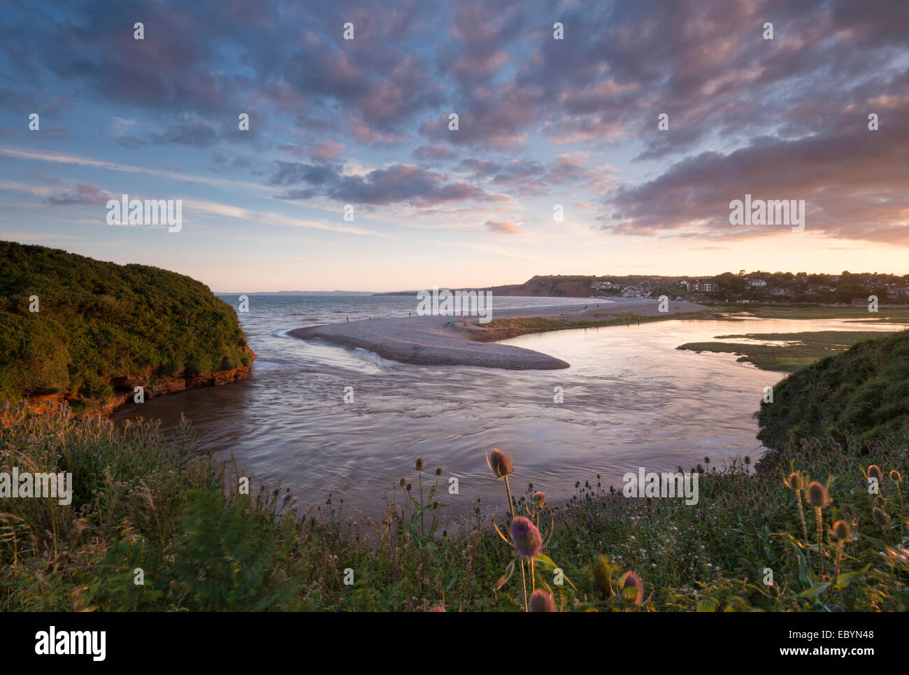 River otter devon hi-res stock photography and images - Alamy