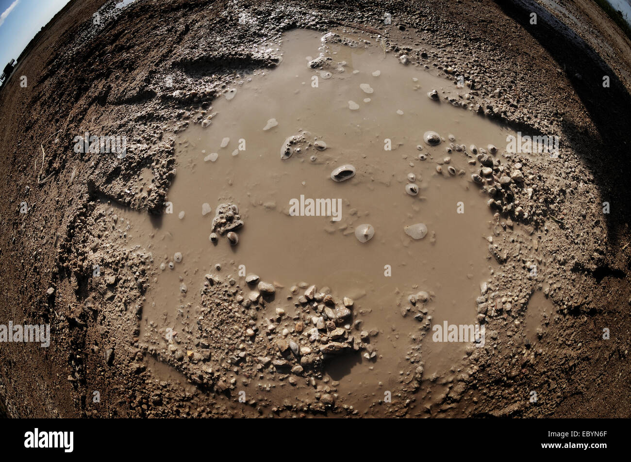 Mud puddle fish hi-res stock photography and images - Alamy